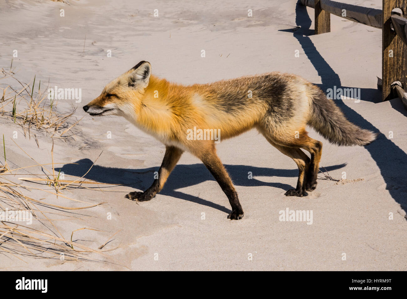 Fox on sand dunes Stock Photo - Alamy