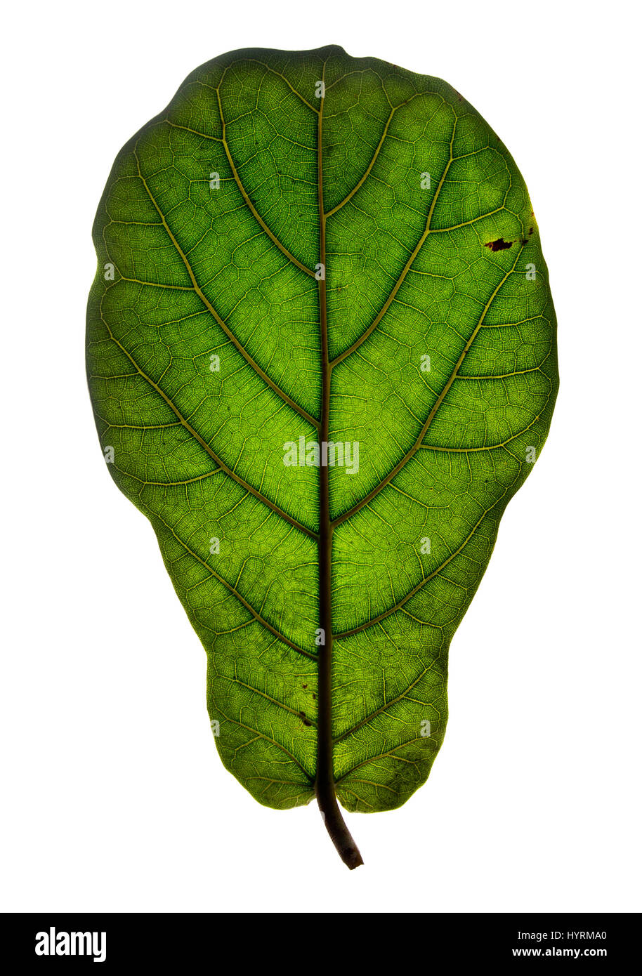 Natural organic leaf simple Cut Out Stock Images & Pictures - Alamy