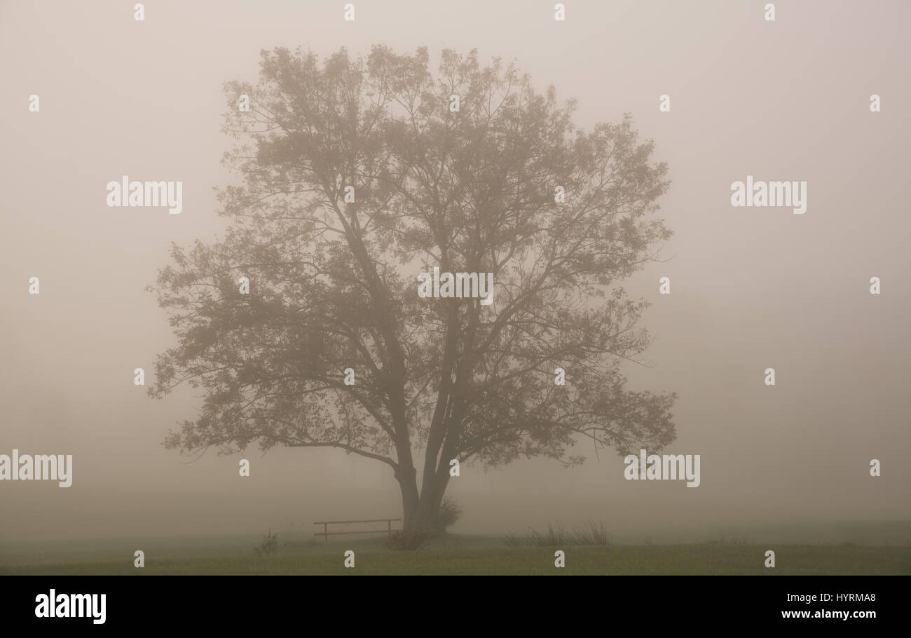 Tree in fog Stock Photo - Alamy