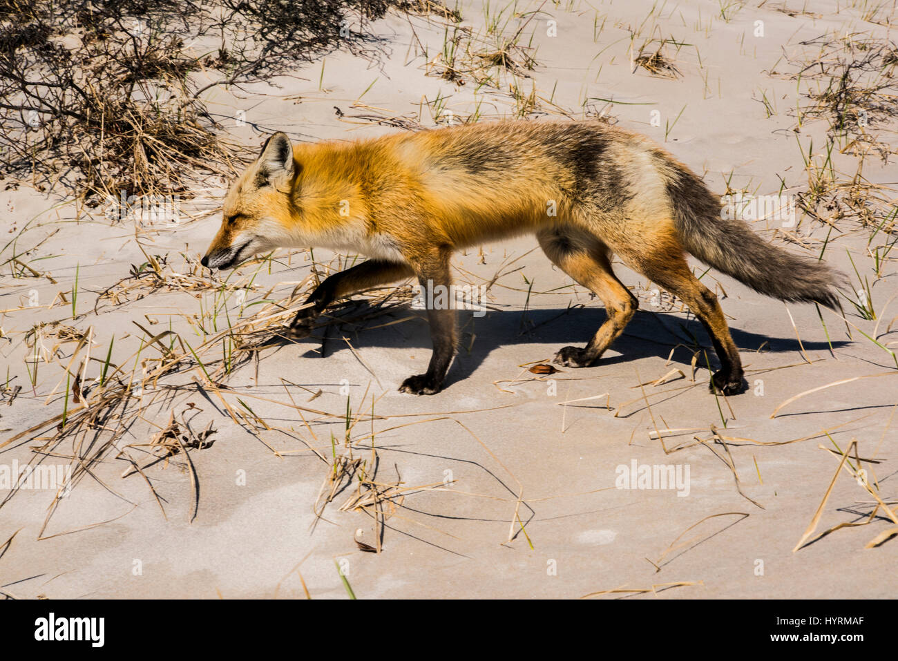 fox walking to left Stock Photo - Alamy