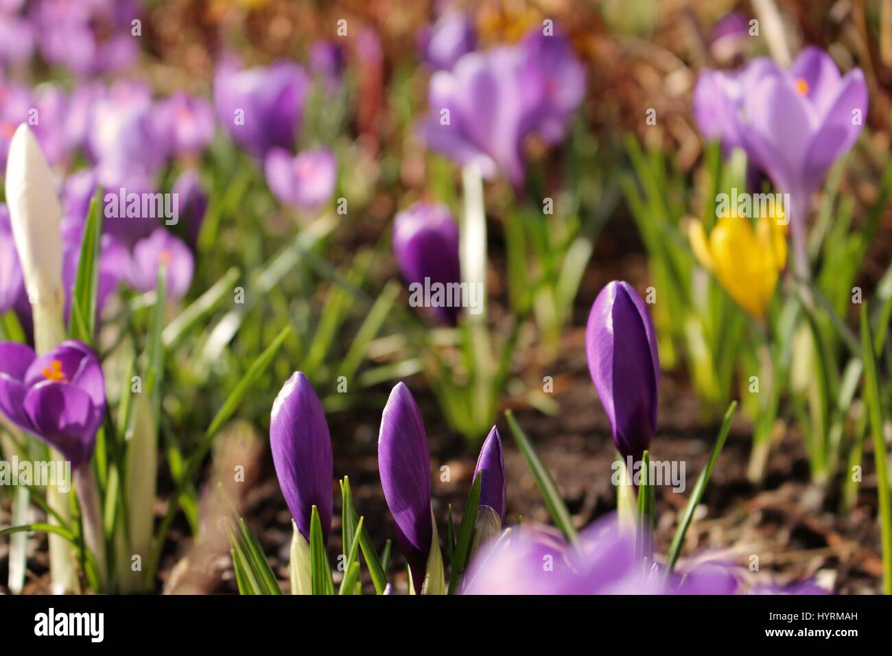 Bud pop hi-res stock photography and images - Alamy