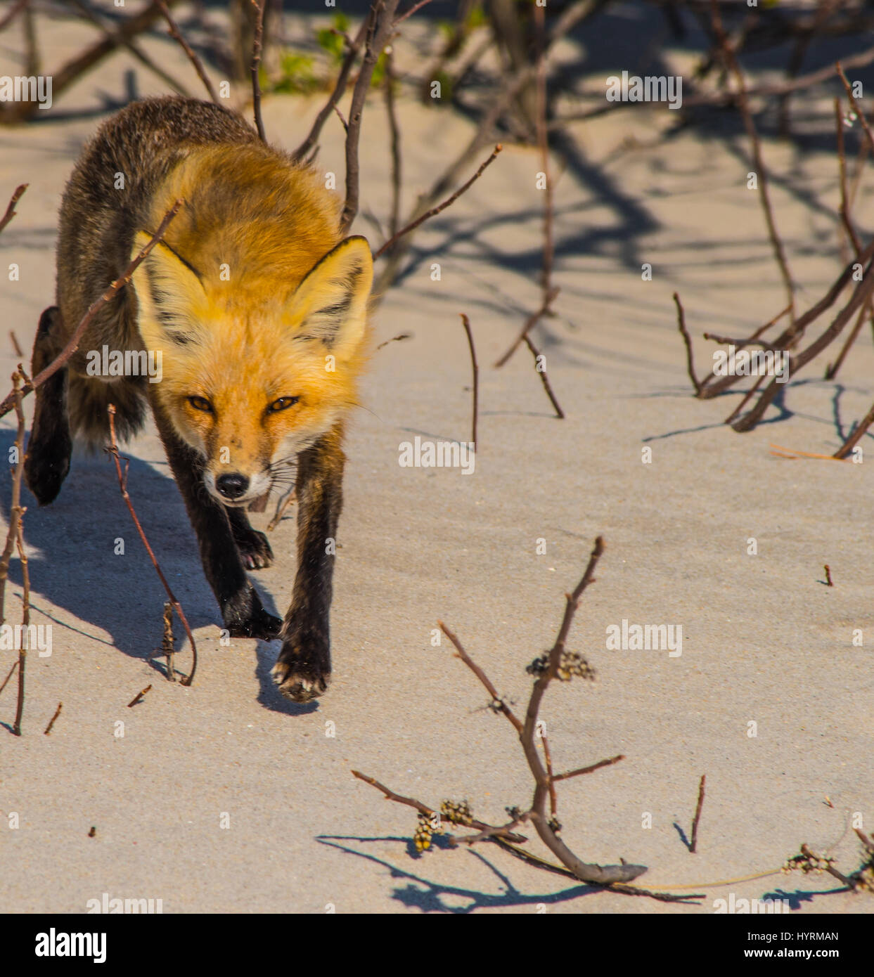 Fox on sand dunes Stock Photo - Alamy