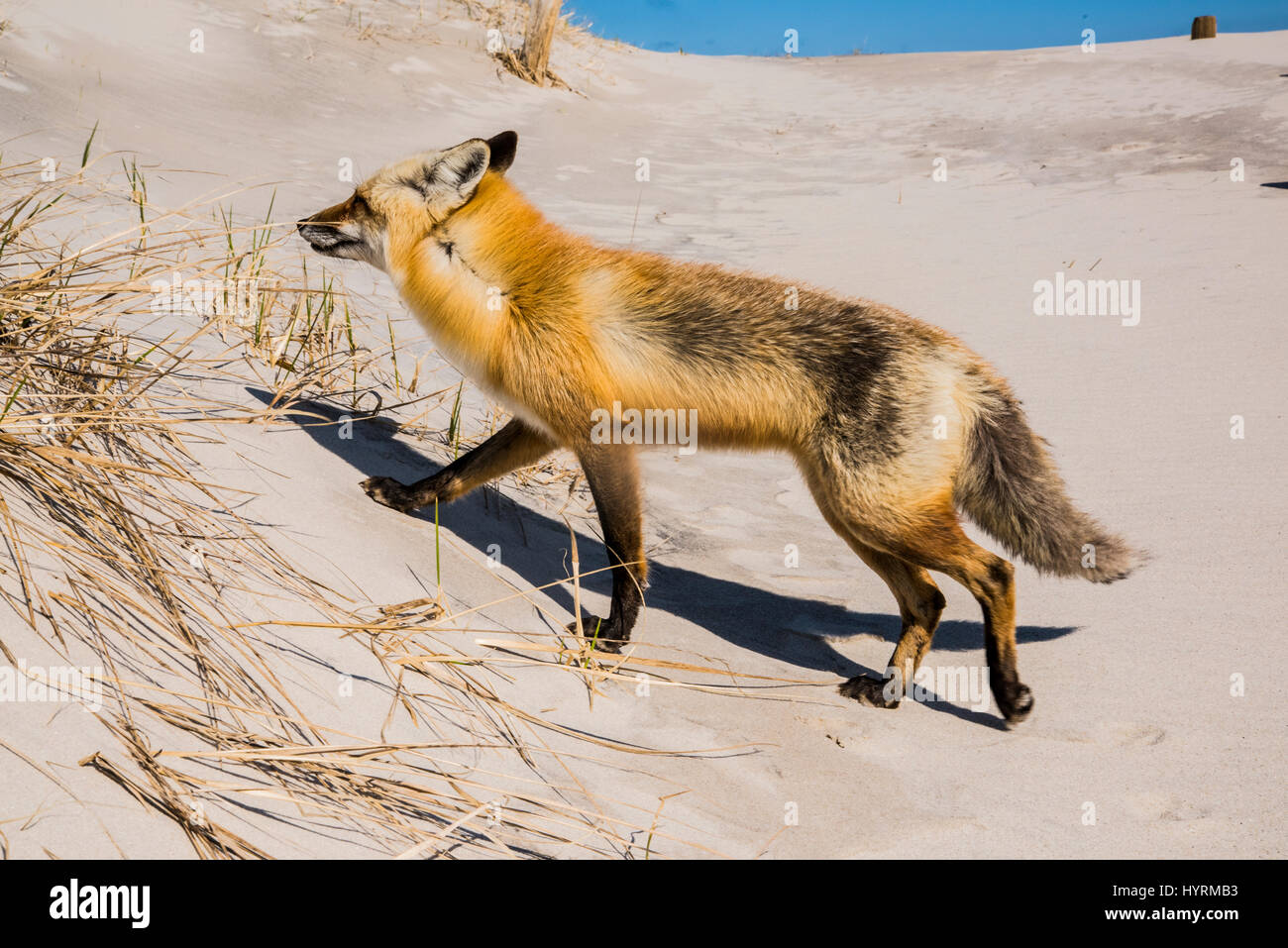Fox on Sand Dune Stock Photo - Alamy