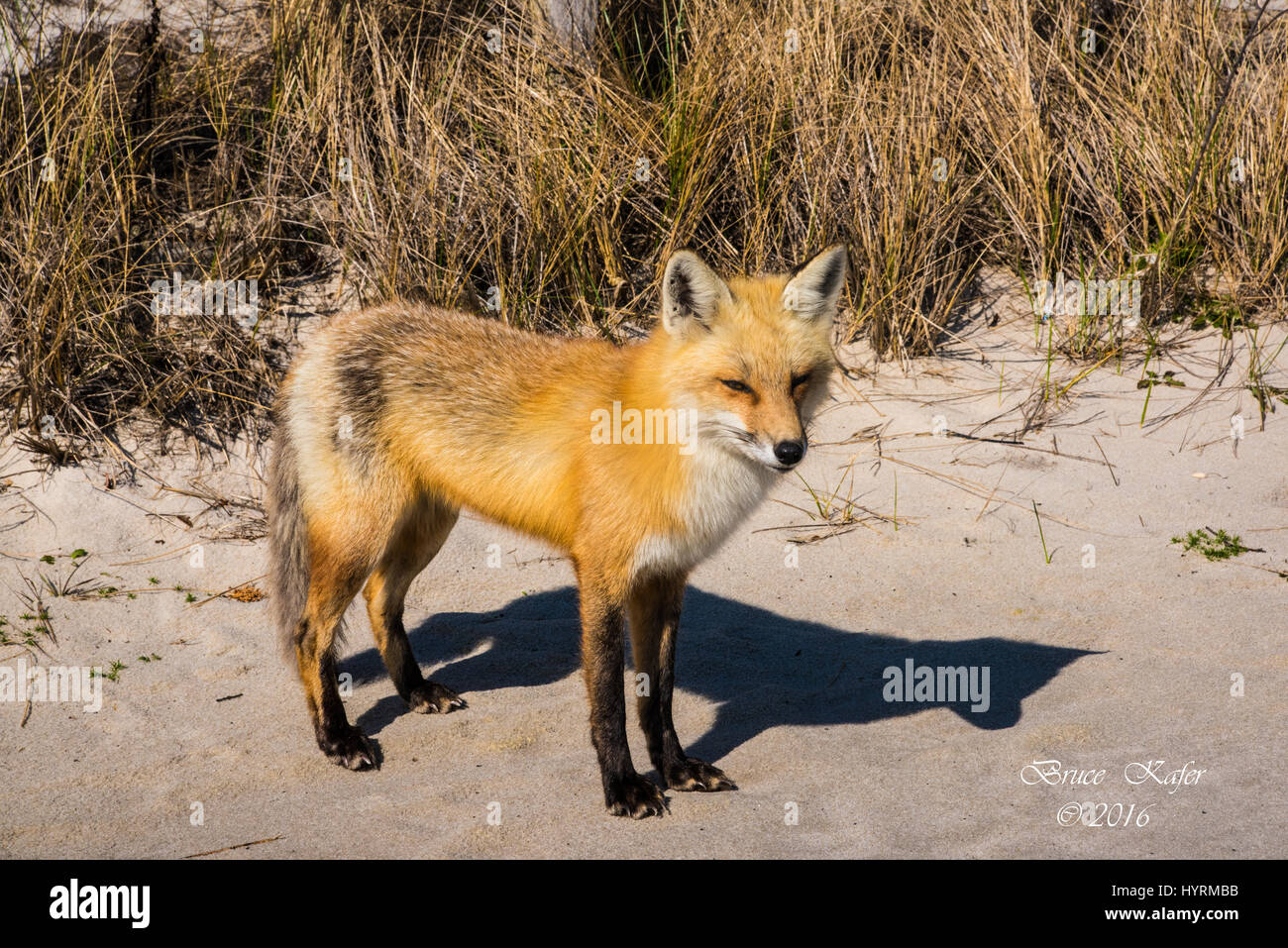 Fox on Sand Dune Stock Photo - Alamy