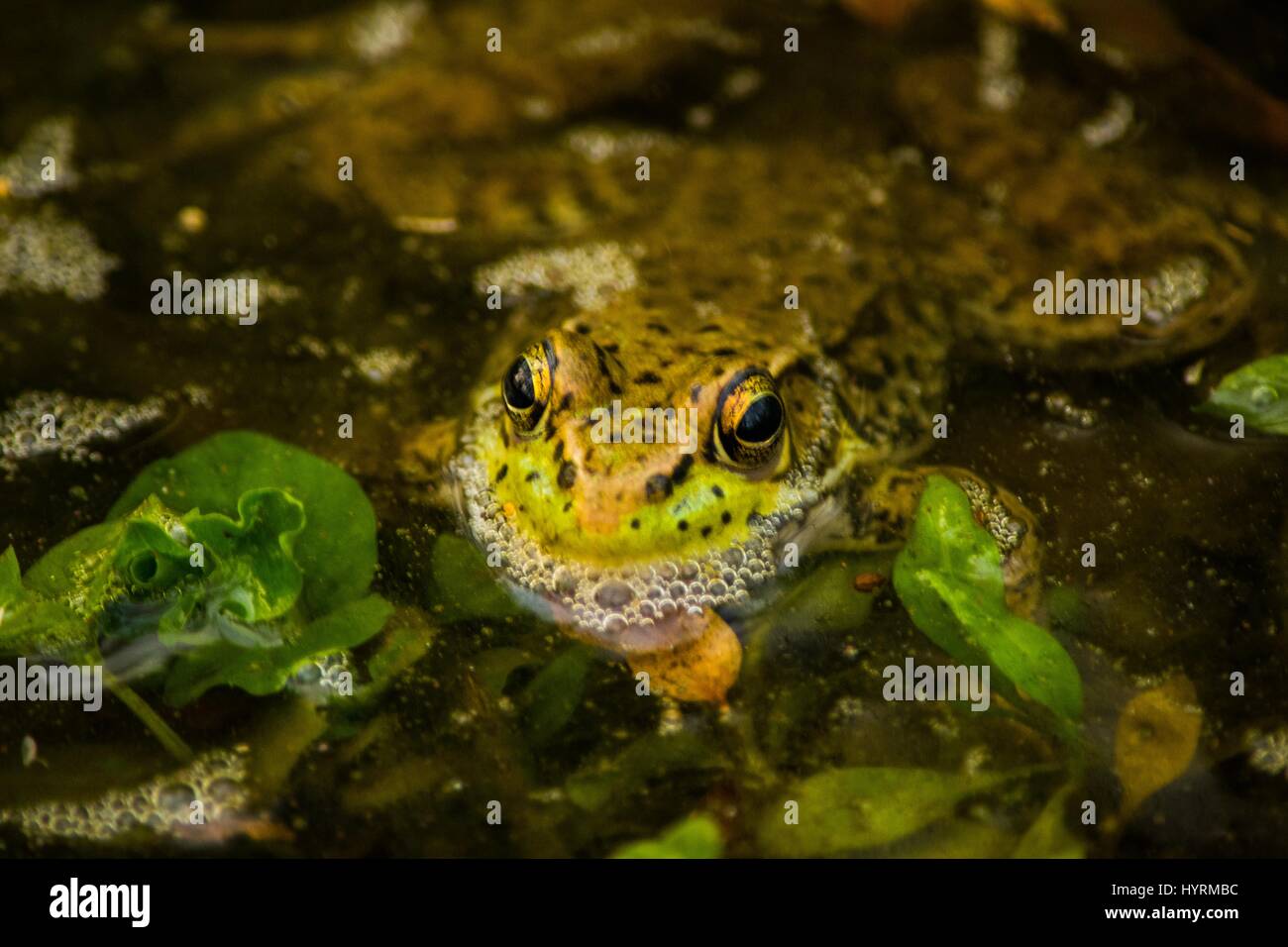 Slimy frog hi-res stock photography and images - Alamy