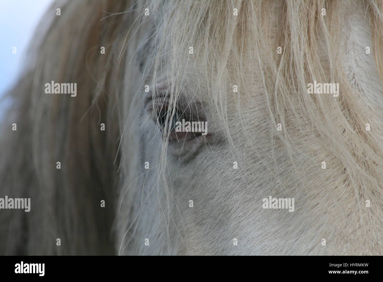 Ponies With Beautiful Eyes High Resolution Stock Photography and Images ...