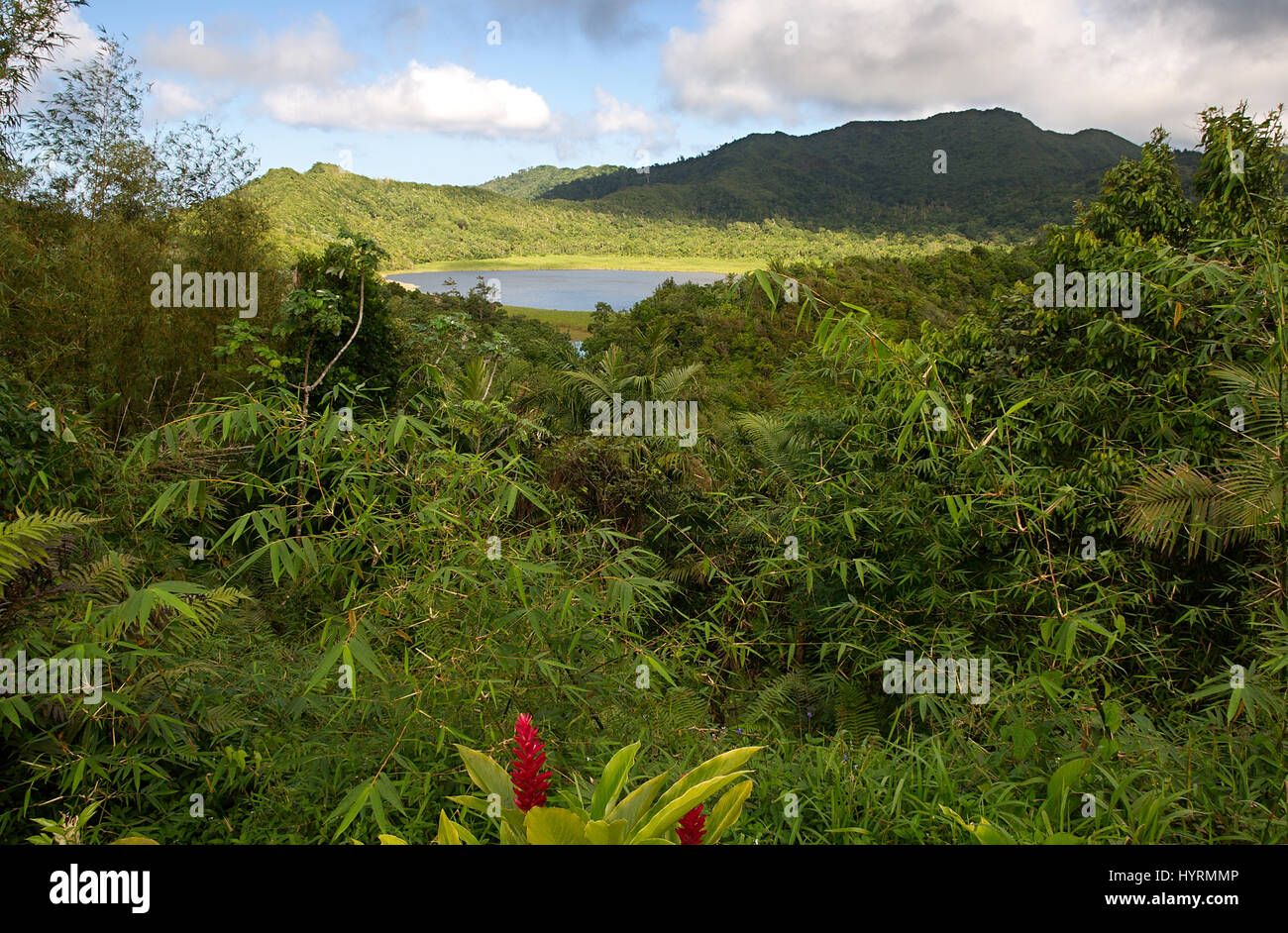 Grenada island - Grand Etang National Park - Grand Etang Lake Stock ...