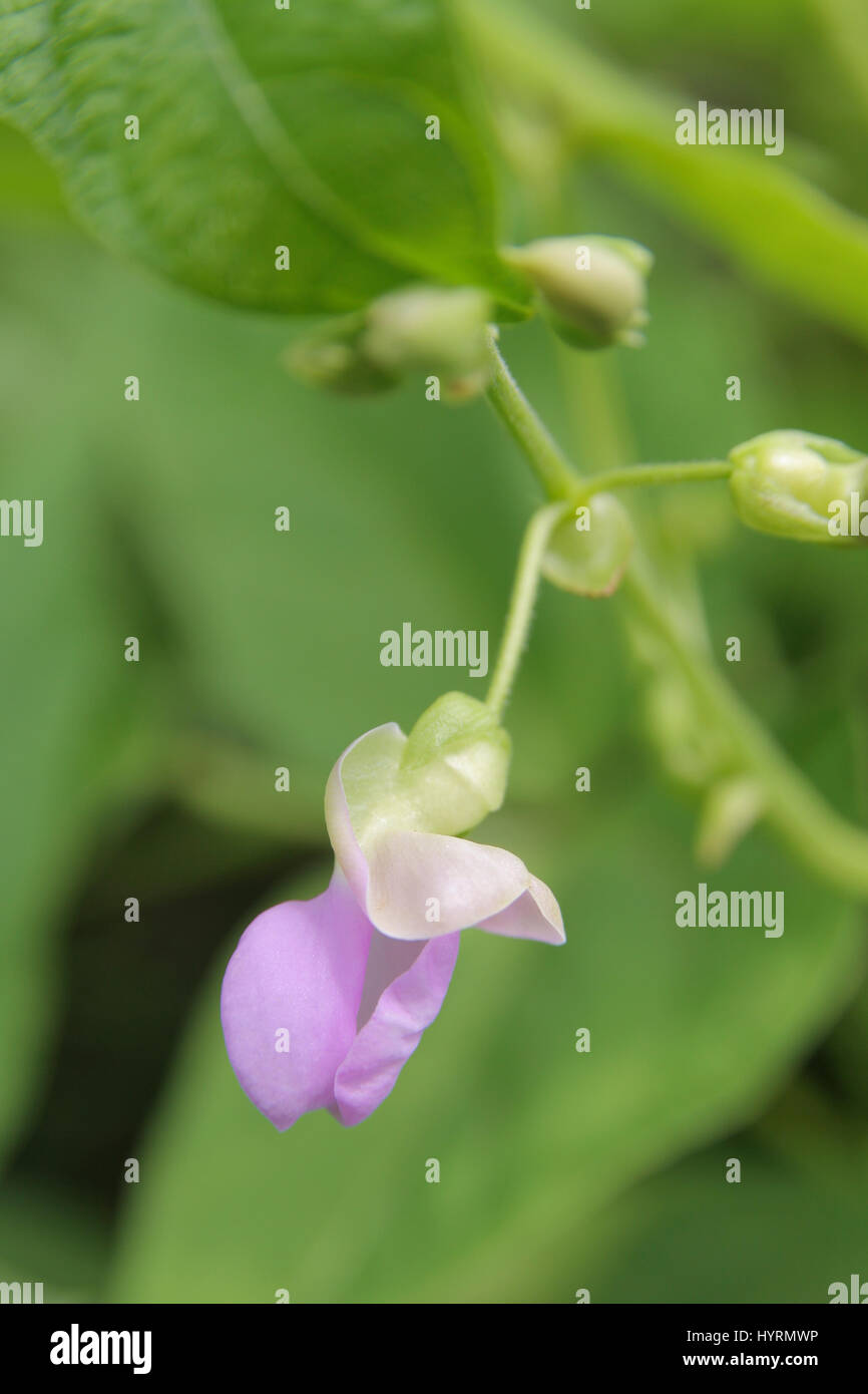 Bean plant in flower hi-res stock photography and images - Alamy