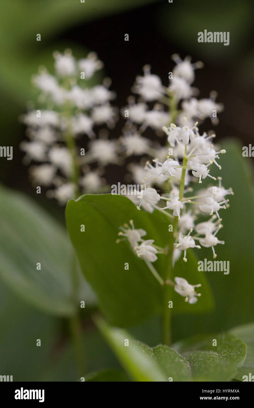 Canada Mayflower in full bloom during the spring season. maianthemum ...