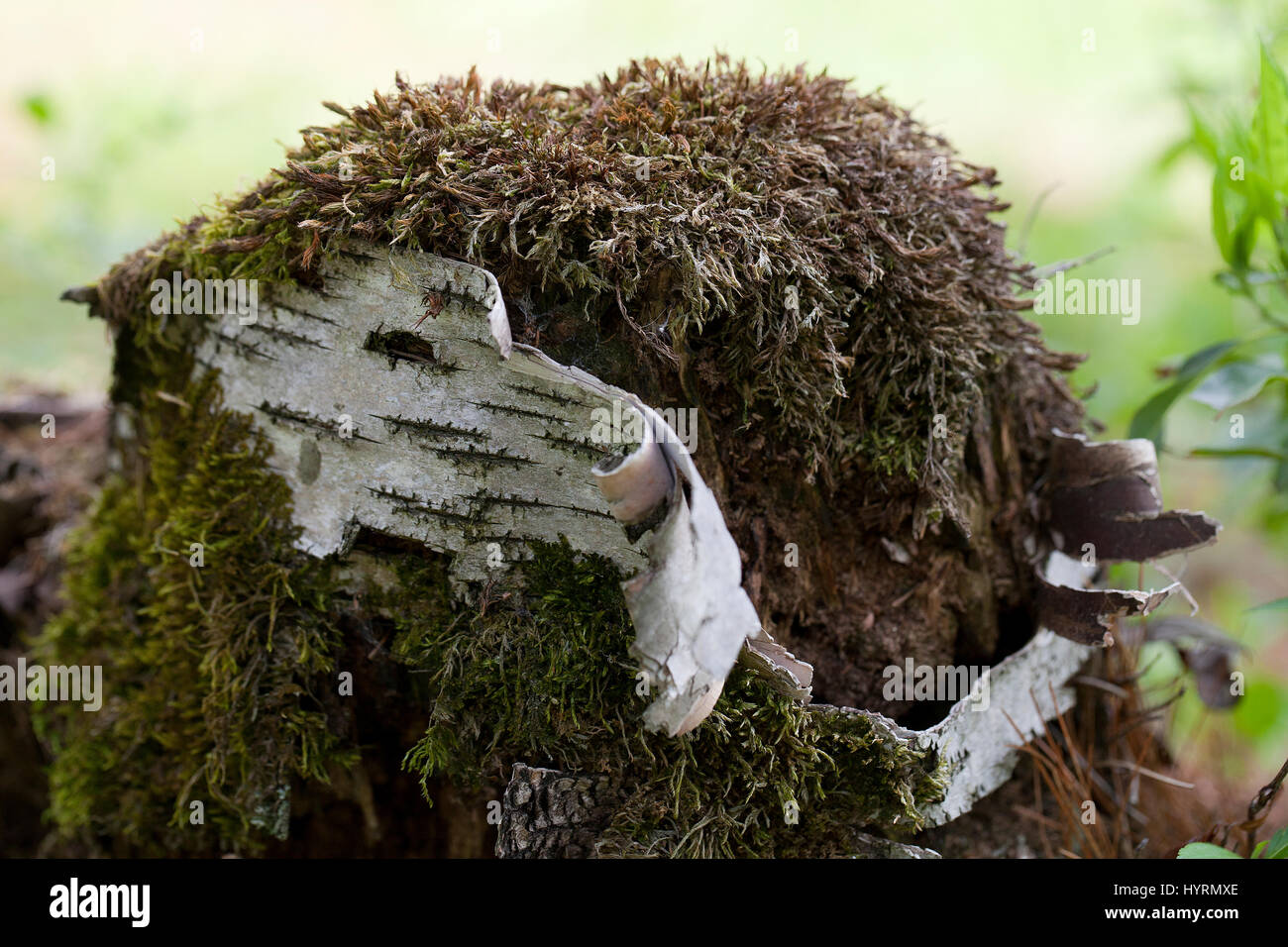 Old tree stump with moss hi-res stock photography and images - Alamy
