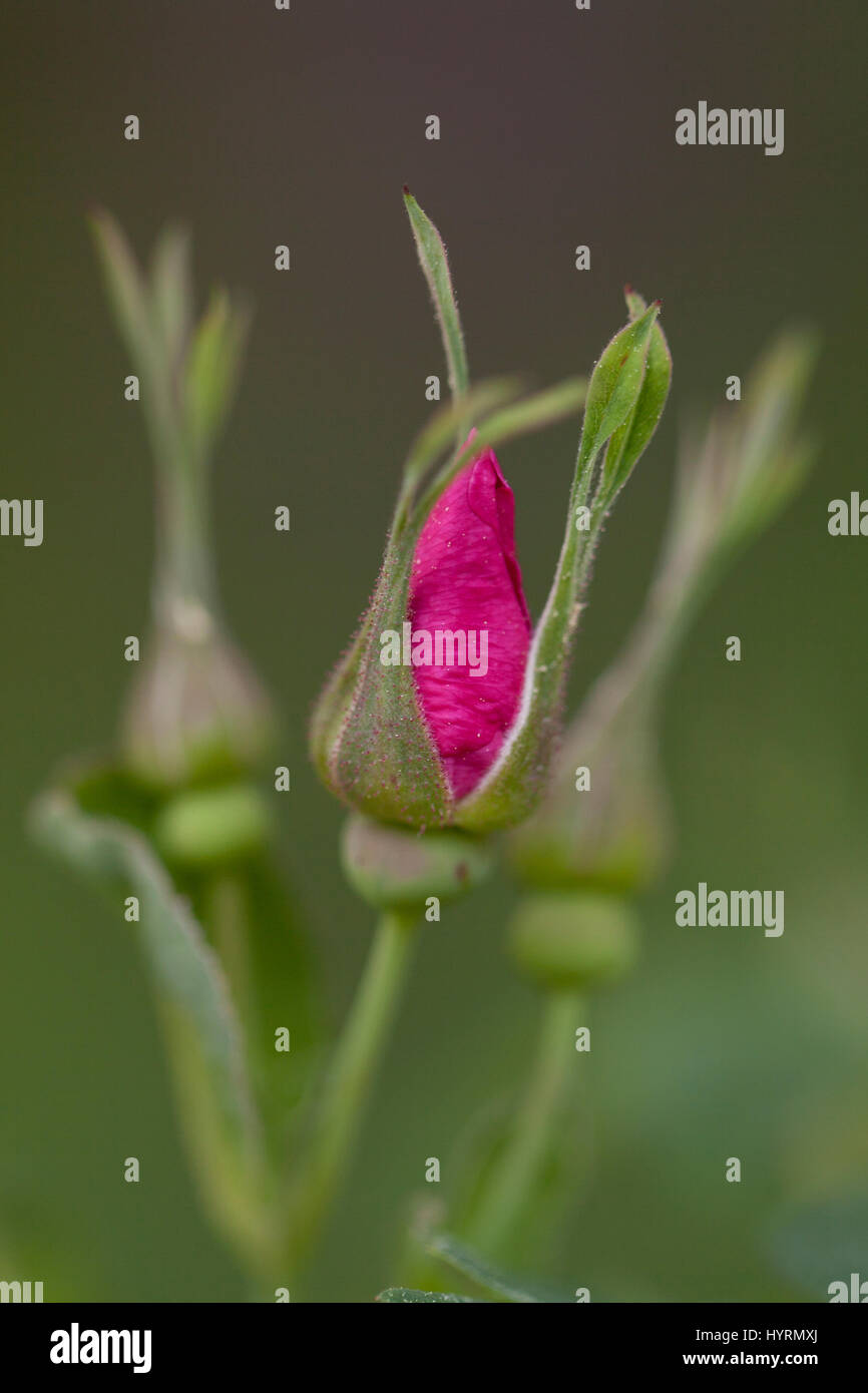 Wild rosebud blooming Stock Photo - Alamy