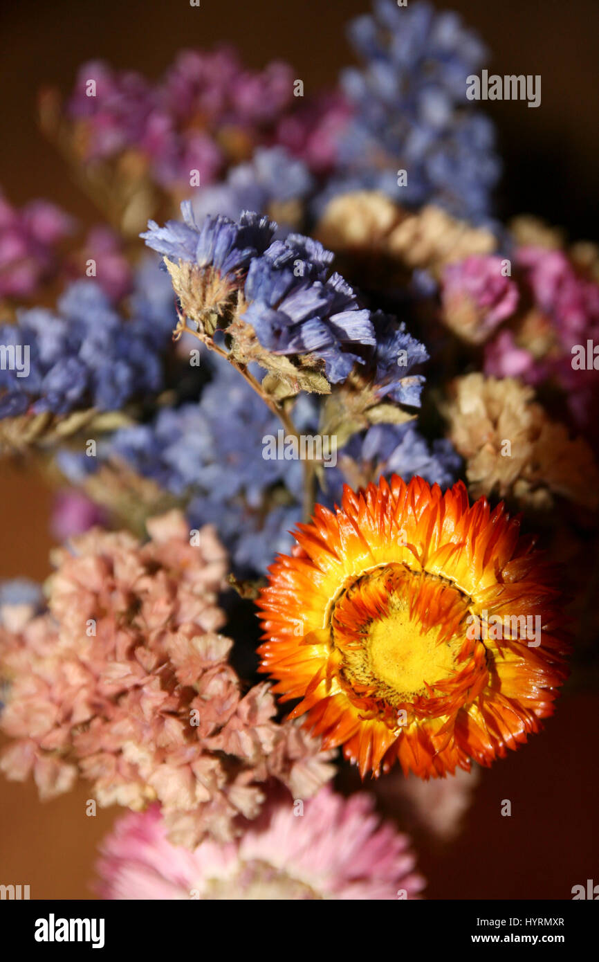 Bouquet of colorful dried flowers Stock Photo - Alamy
