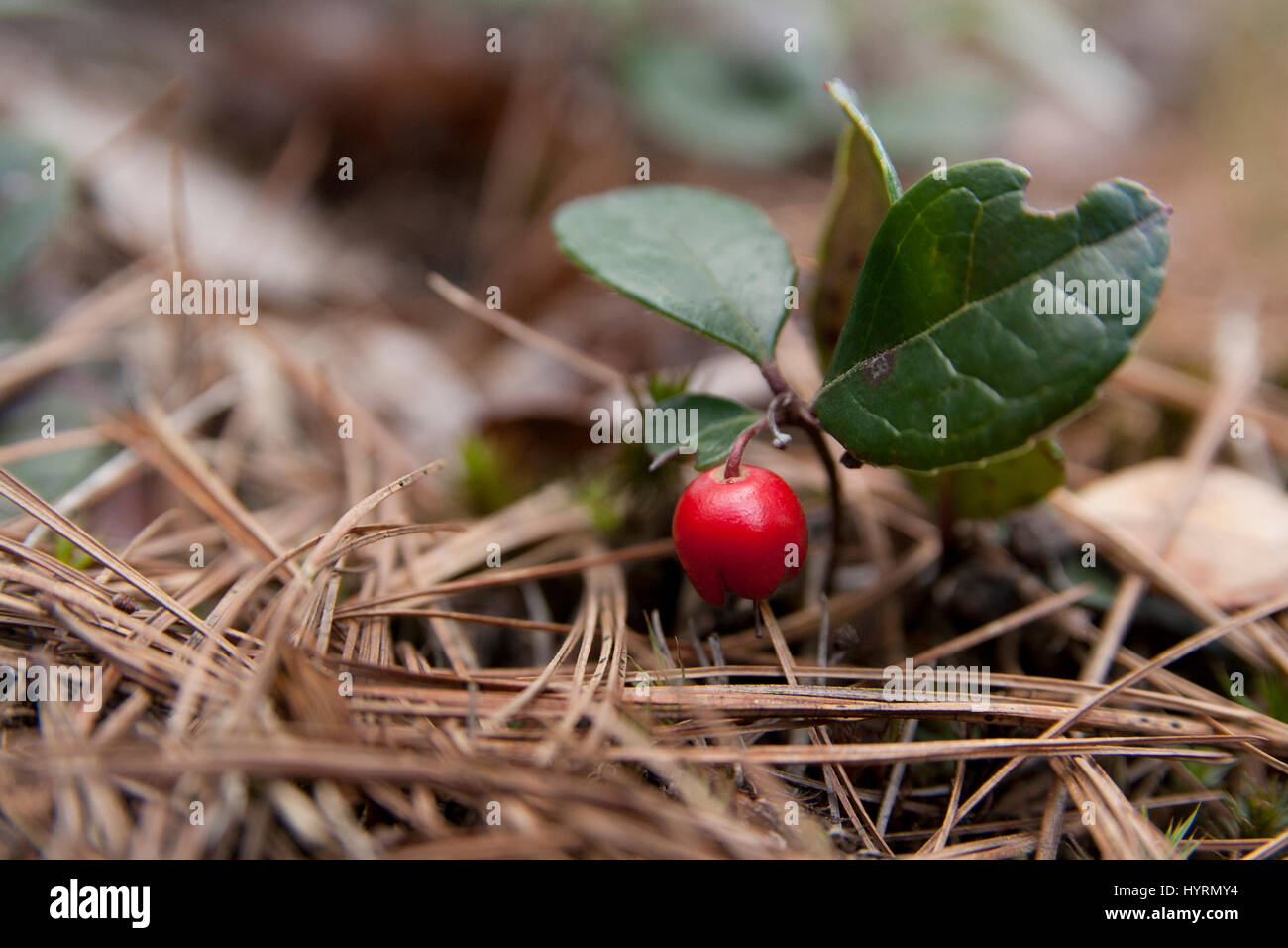 Teaberry hi-res stock photography and images - Alamy