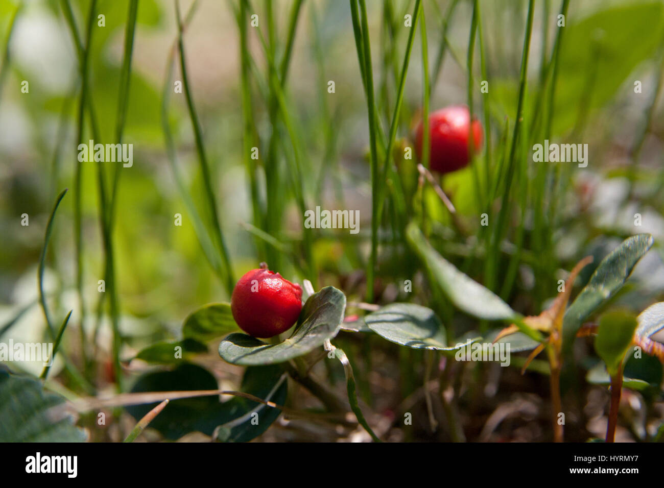 Teaberry hi-res stock photography and images - Alamy
