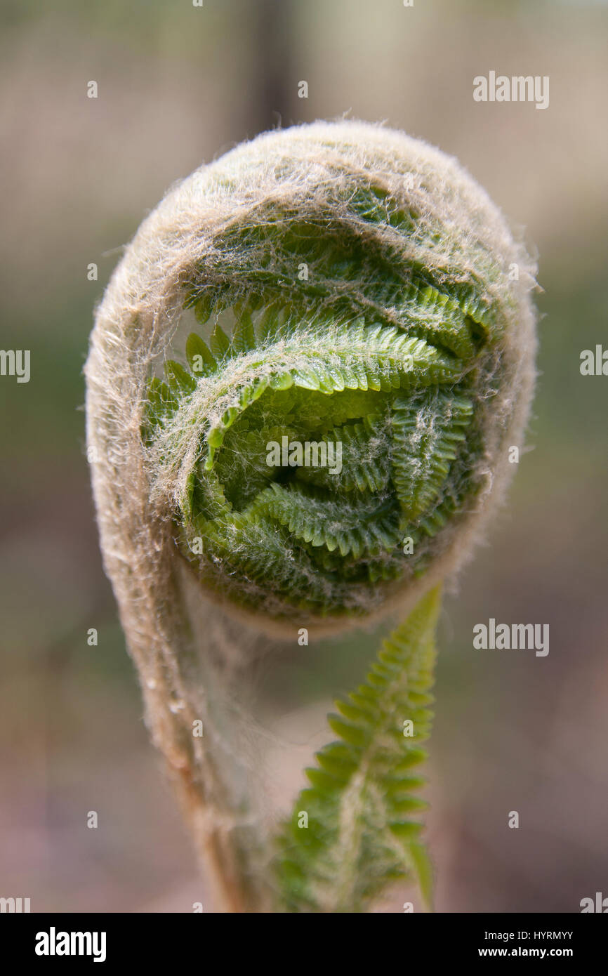 Wild fern frond unfurling during the spring season Stock Photo - Alamy
