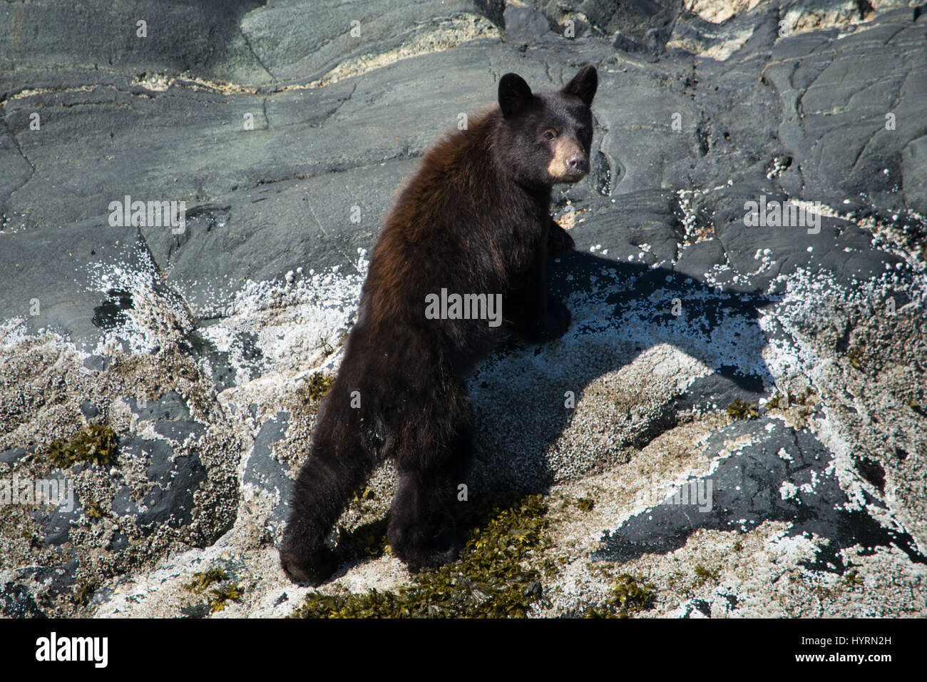 Brown Bear Looking back over its shoulder Stock Photo - Alamy