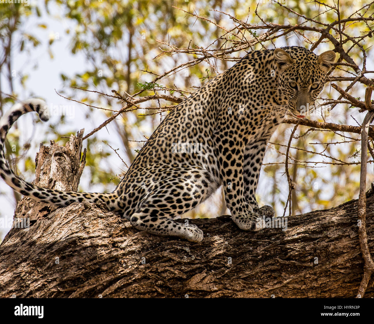 Samburu game drive hi-res stock photography and images - Alamy