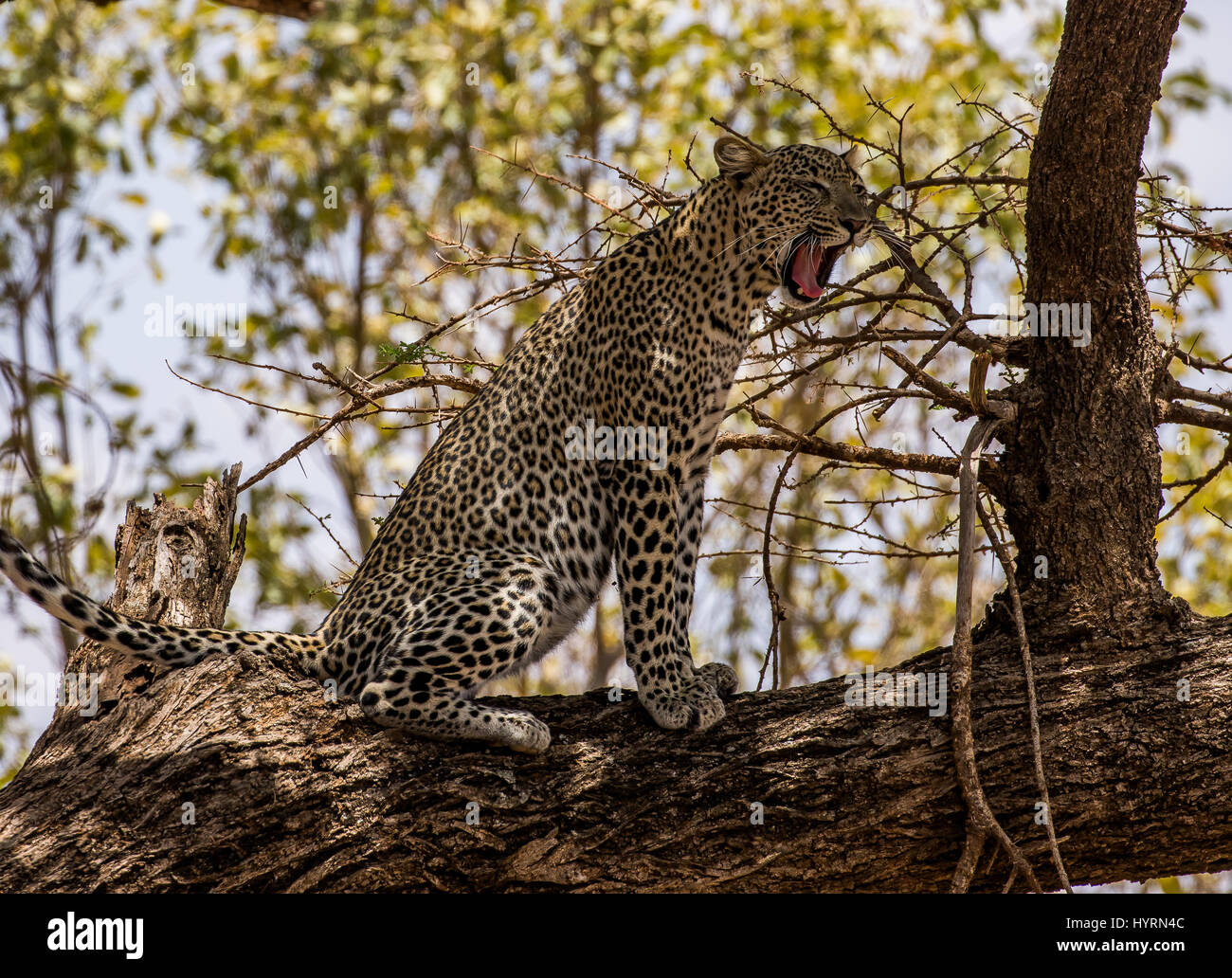 Samburu game drive hi-res stock photography and images - Alamy
