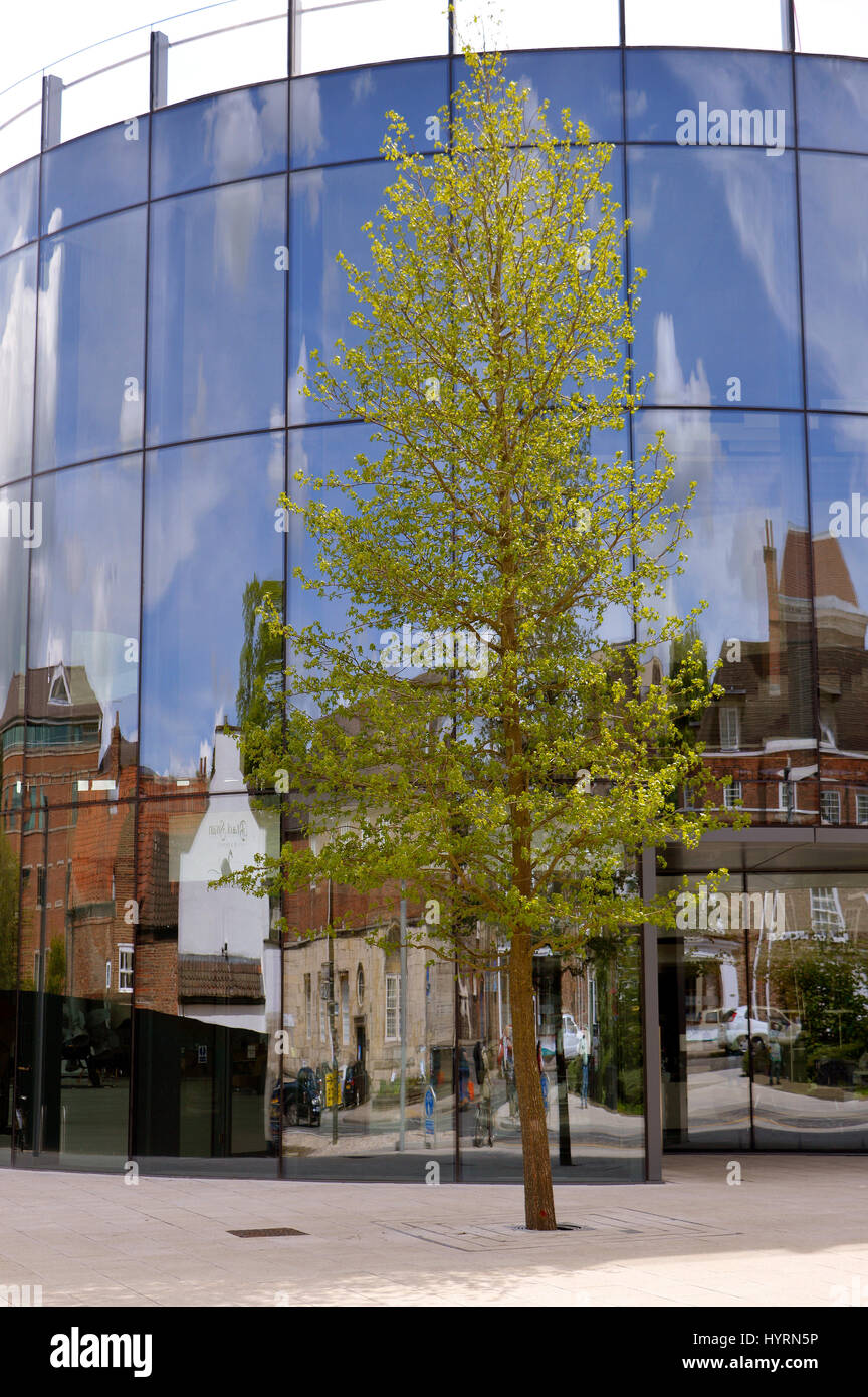 Tree in front of a glass building in the centre of York City Stock ...