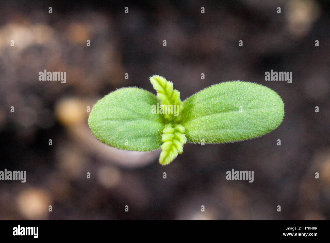 Healing marijuana germinating seed a small young green sprout with ...