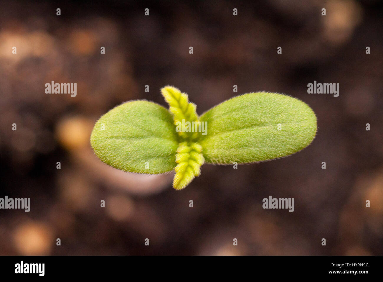 Healing marijuana germinating seed a small young green sprout with ...