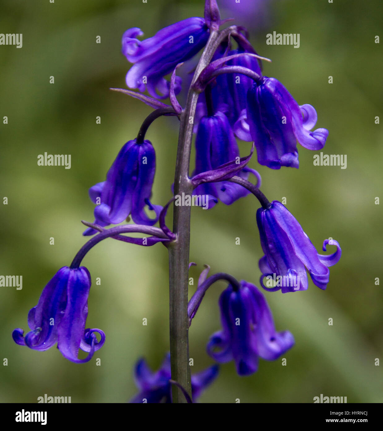 bluebells close up Stock Photo - Alamy