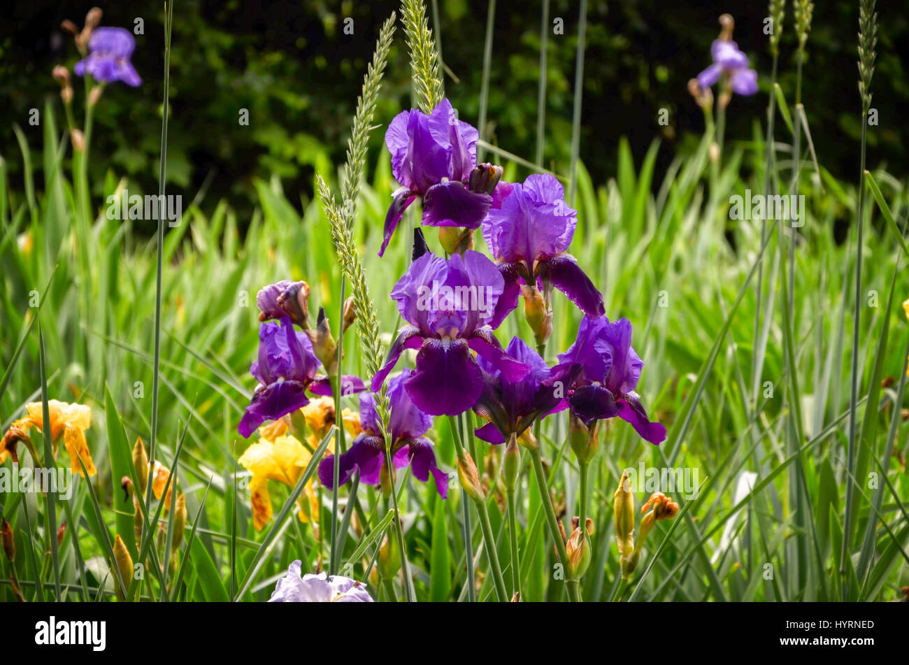 in a spring garden purple flower with beautiful colors and unusual ...