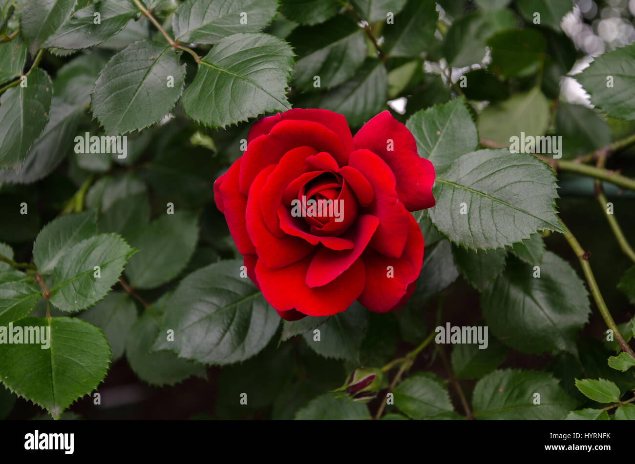 Velvet flower petals hi-res stock photography and images - Alamy