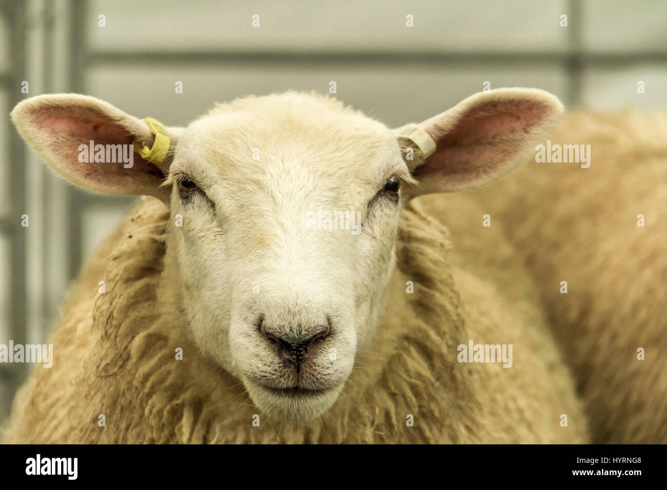 Sheep in deep thought Stock Photo - Alamy