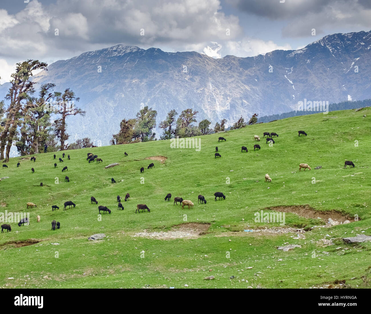 India sheep farm hi-res stock photography and images - Alamy