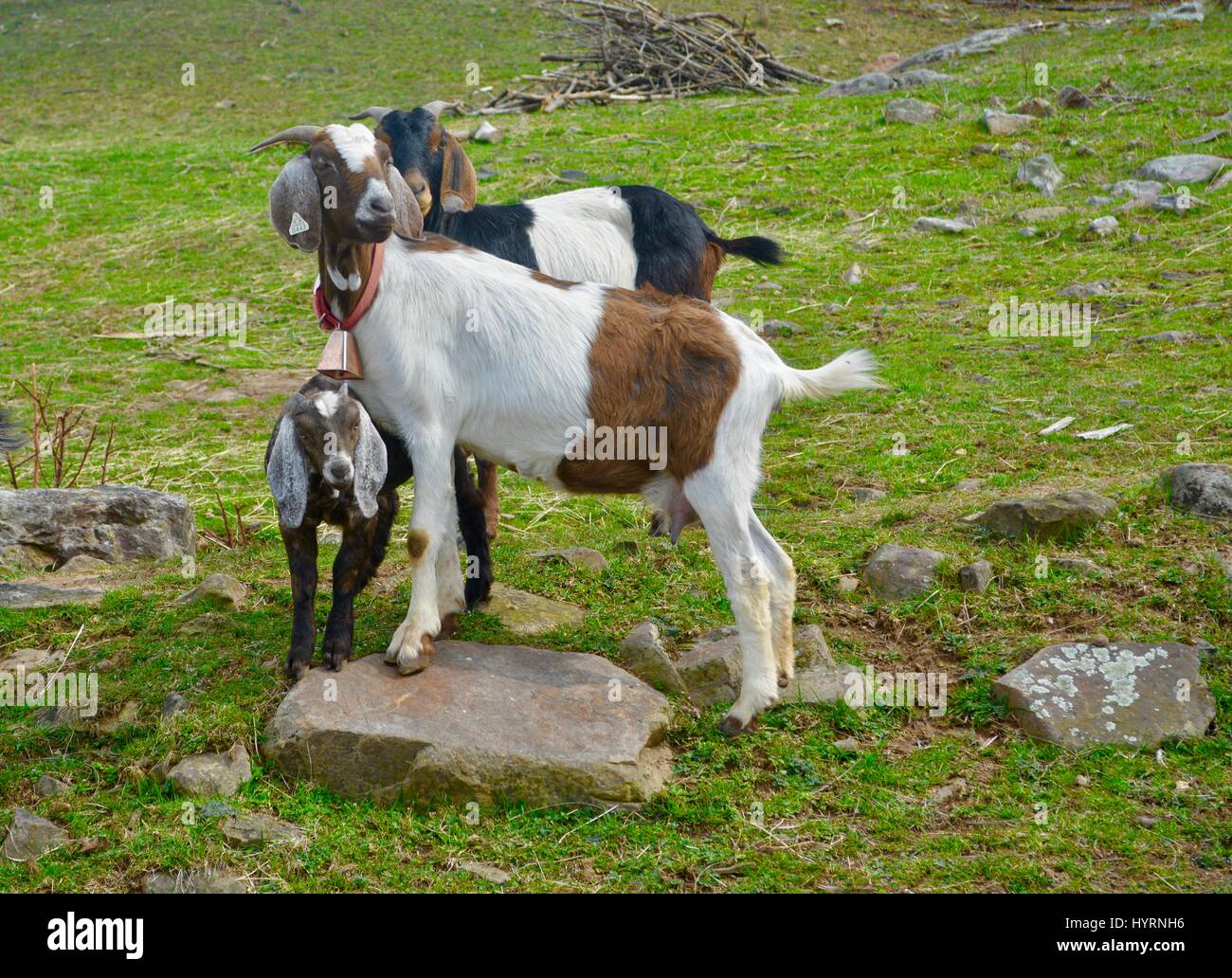 goats on a farm Stock Photo - Alamy