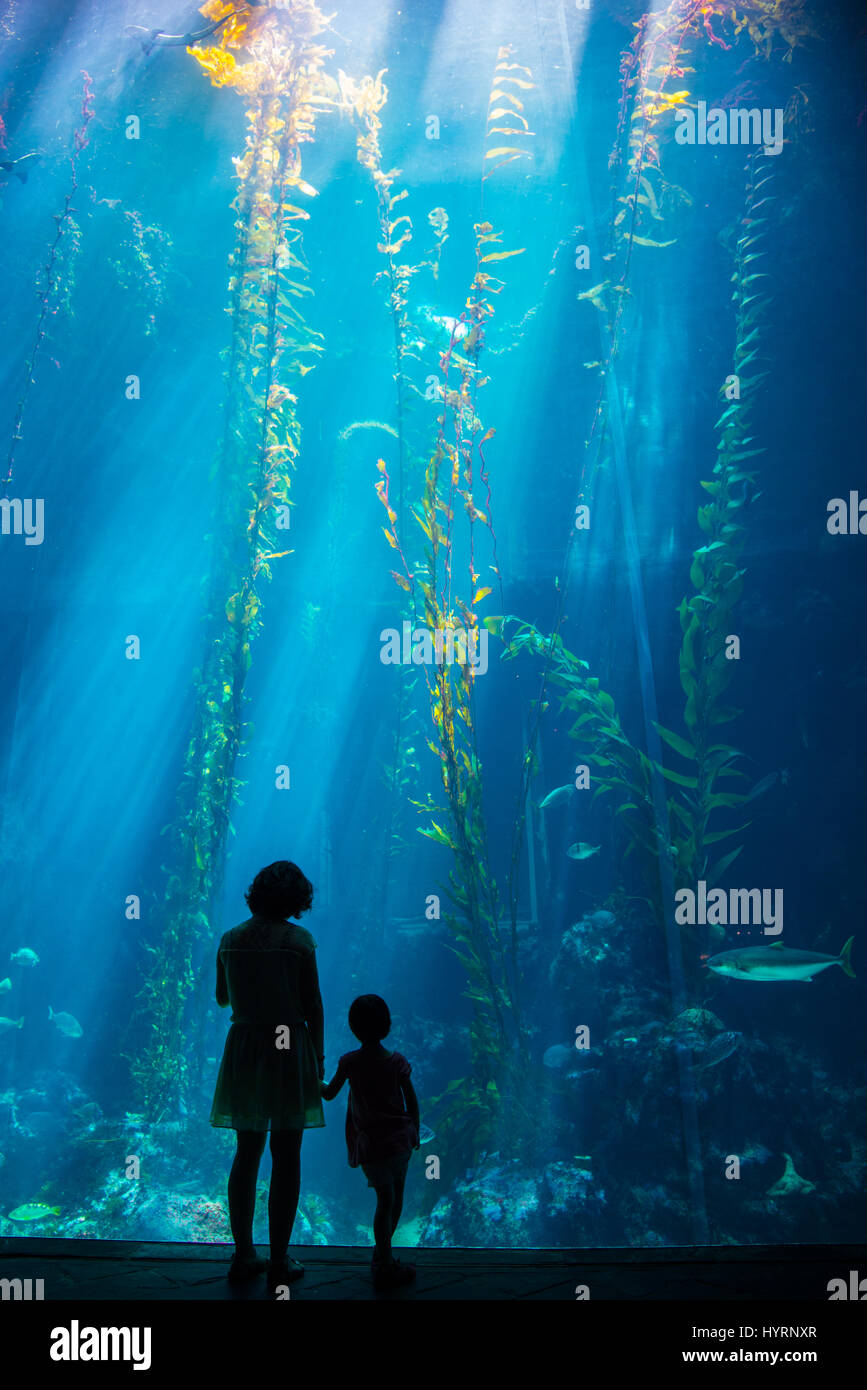 Kelp Forest Top View