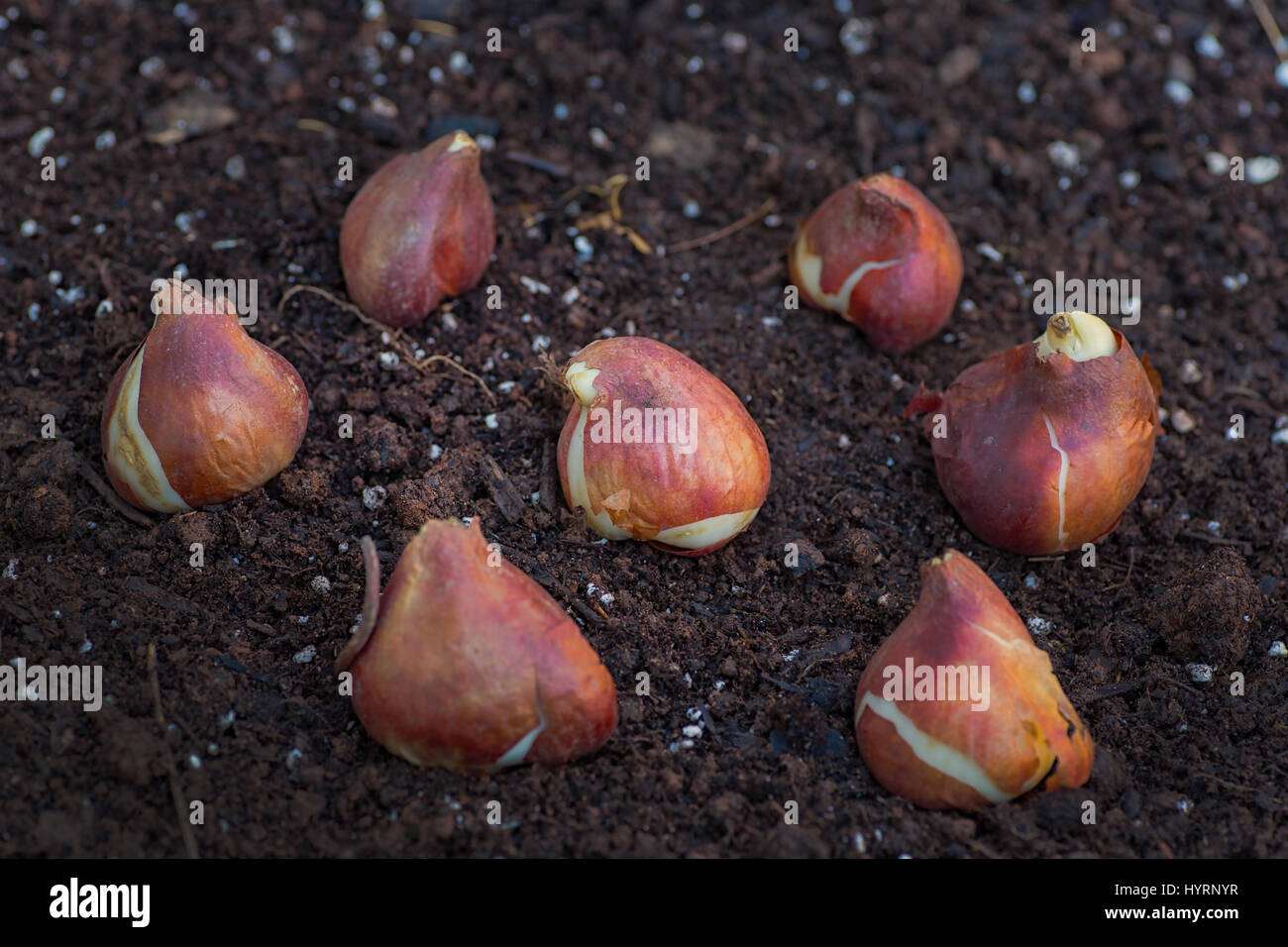 Tulip bulbs ready to plant in the home garden Stock Photo - Alamy