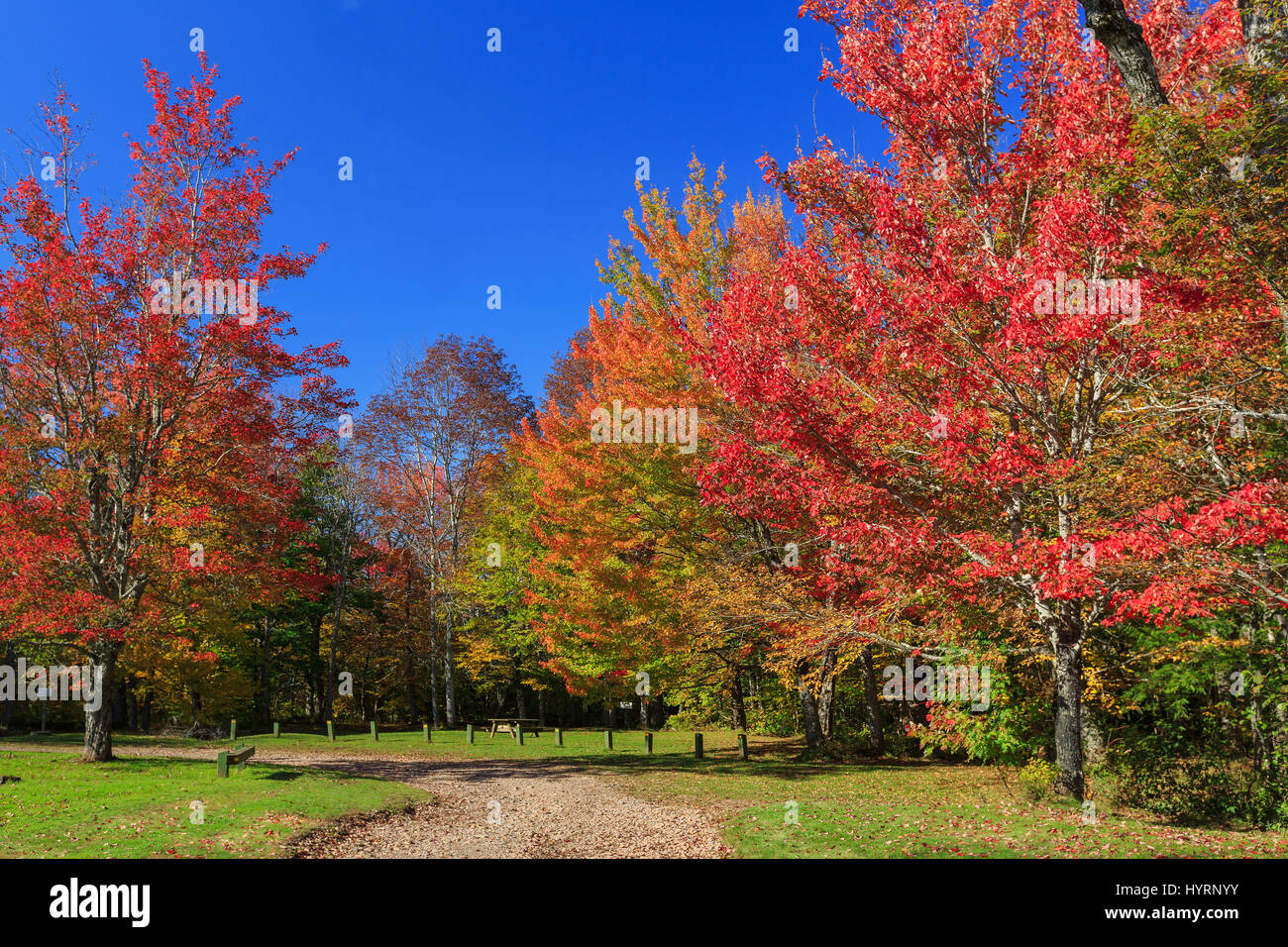 Brilliant fall foliage in rural Nova Scotia, Canada Stock Photo - Alamy