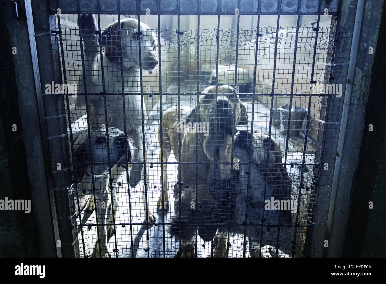 Hound dog locked abuse animal hi-res stock photography and images - Alamy