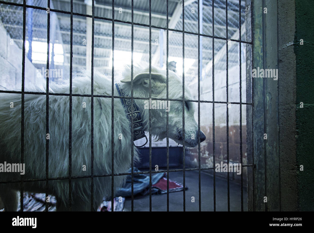 Caged and abandoned dogs, detail of street animals, animal abuse Stock ...