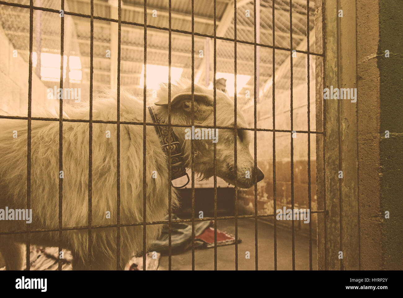 Caged and abandoned dogs, detail of street animals, animal abuse Stock ...