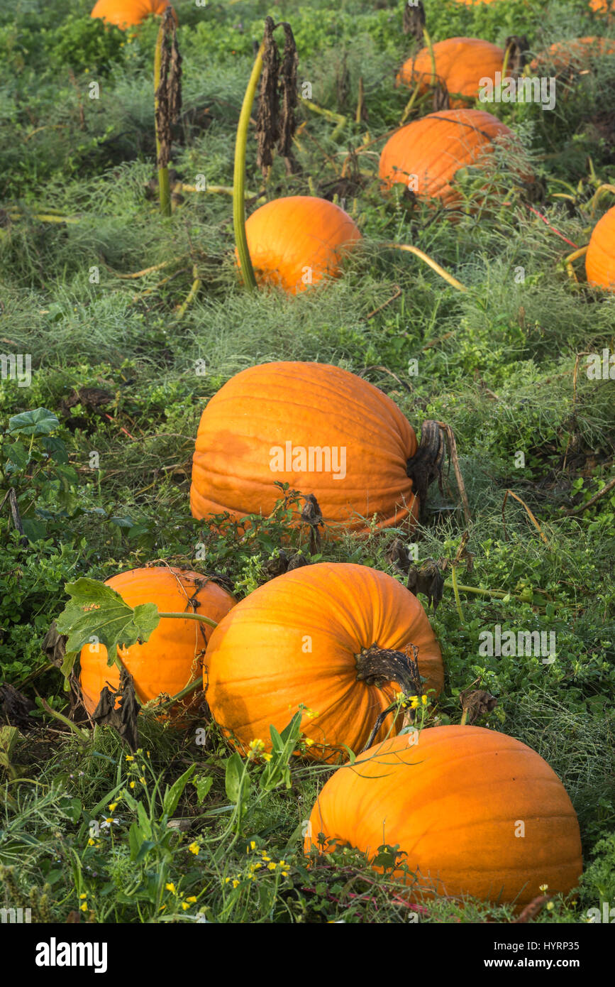 Pumpkins growing in a patch form a receding line through a farmers ...