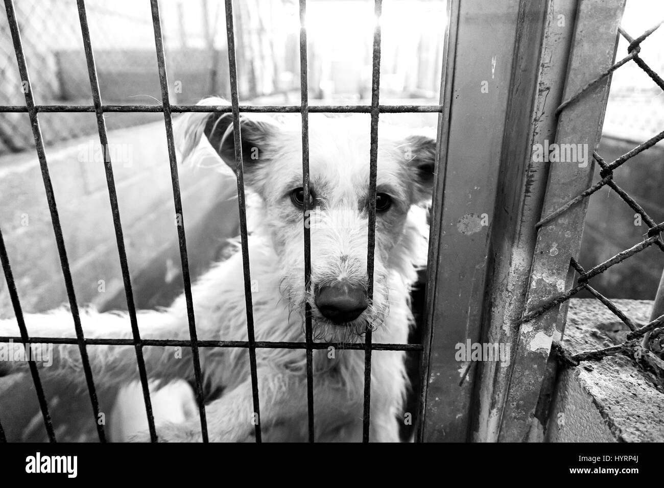Confined animals Black and White Stock Photos & Images - Alamy