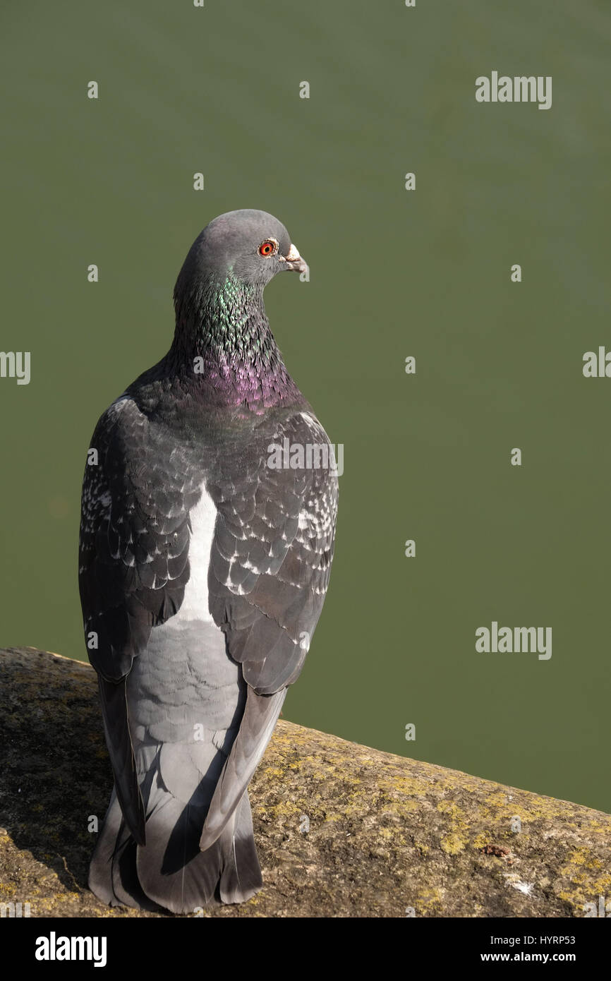 6th April 2017 - Sun shining on the back of a feal pigeon Stock Photo ...