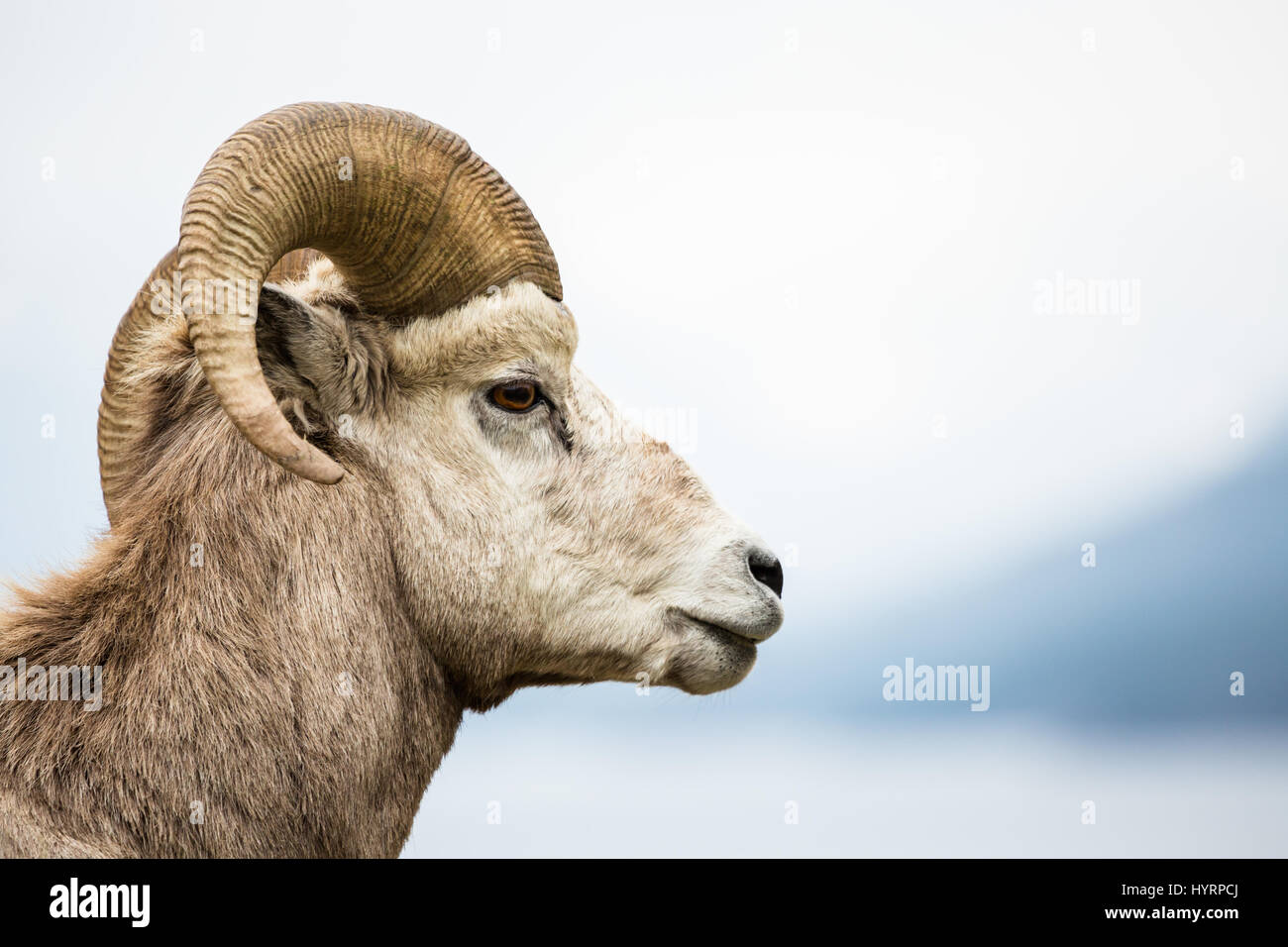 Ram mouth hi-res stock photography and images - Alamy