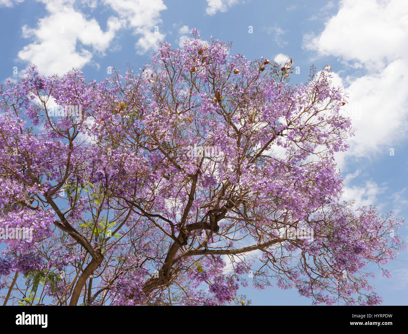 Jacaranda wood hi-res stock photography and images - Alamy