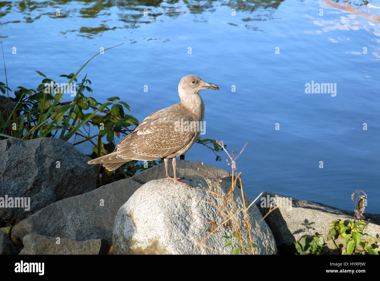 Side profile of seagull hi-res stock photography and images - Alamy