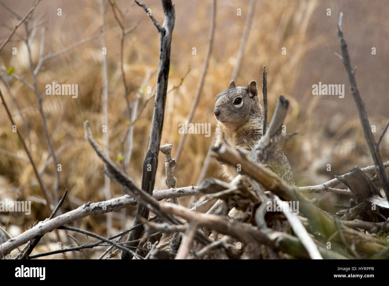 Rock Squirrel, (Otospermophilus variegatus), Bosque del Apache National ...