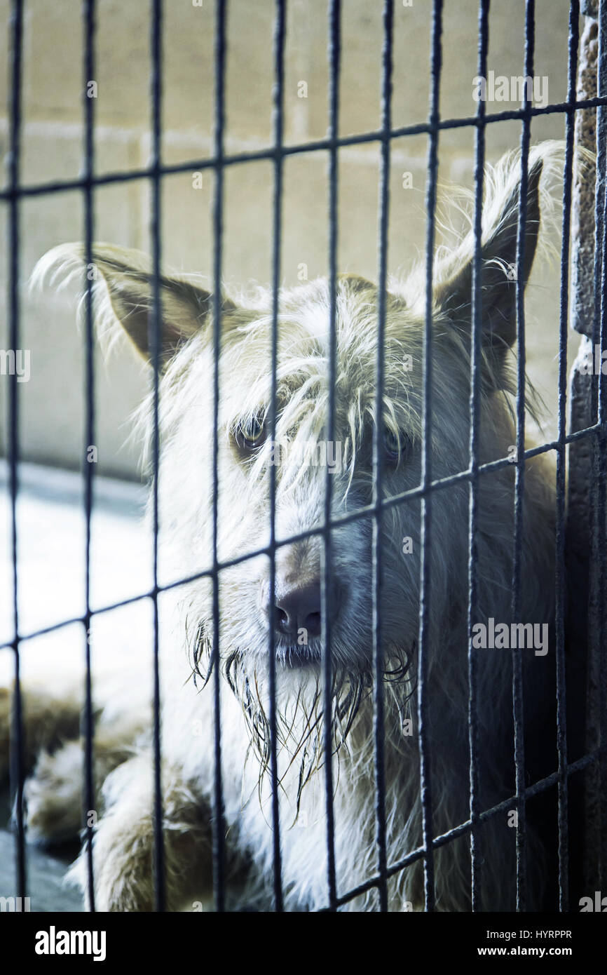 Hound dog locked abuse animal hi-res stock photography and images - Alamy