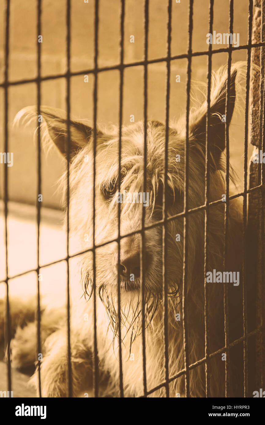 Caged and abandoned dogs, detail of street animals, animal abuse Stock ...