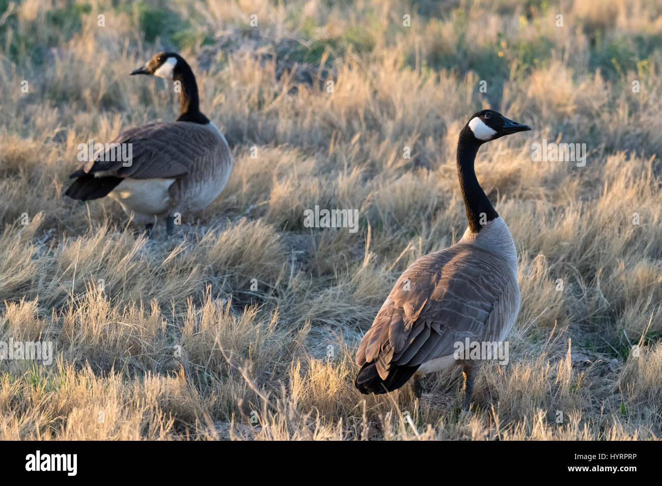 Canada Goose, (Branta canadensis), Bosque del Apache National Wildlife ...