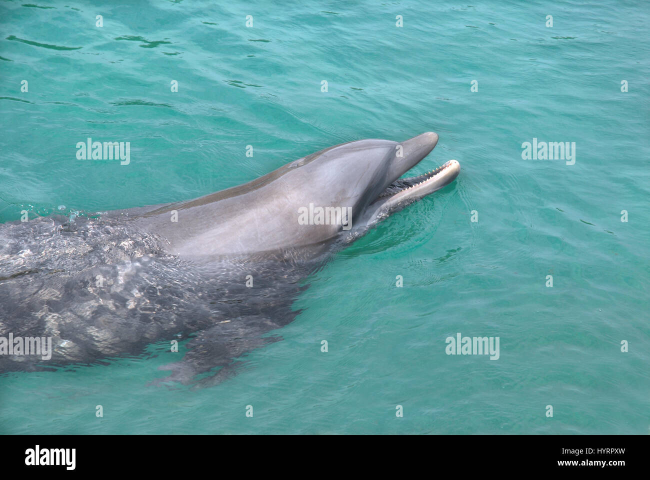 Bottle nose dolphin face hi-res stock photography and images - Alamy