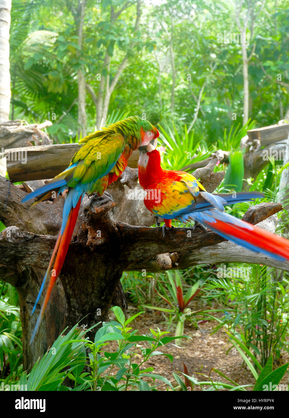 Parrot park hi-res stock photography and images - Alamy