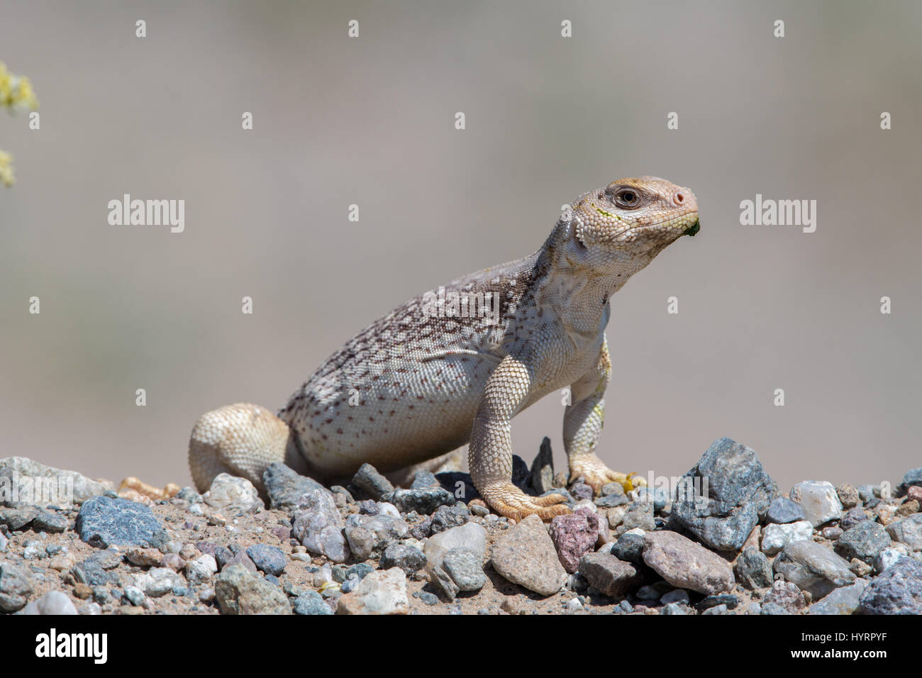 Northern Desert Iguana, (Dipsosaurus dorsalis dorsalis), North ...
